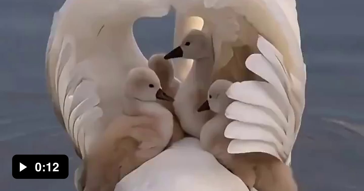 Swan carrying her babies - 9GAG