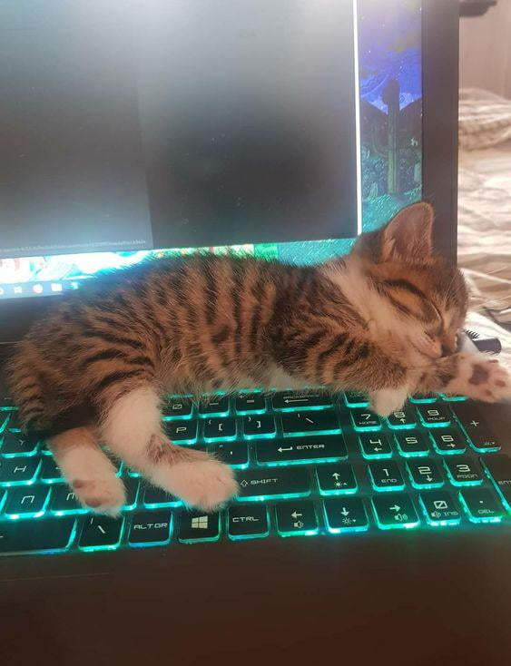 Sleepy programmer! - 9GAG