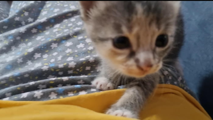 Lil floof🫶 - 9GAG