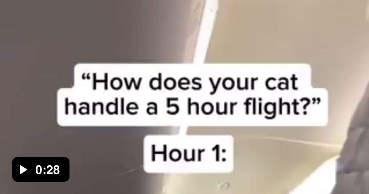 I would pay more to sit beside this cat - 9GAG