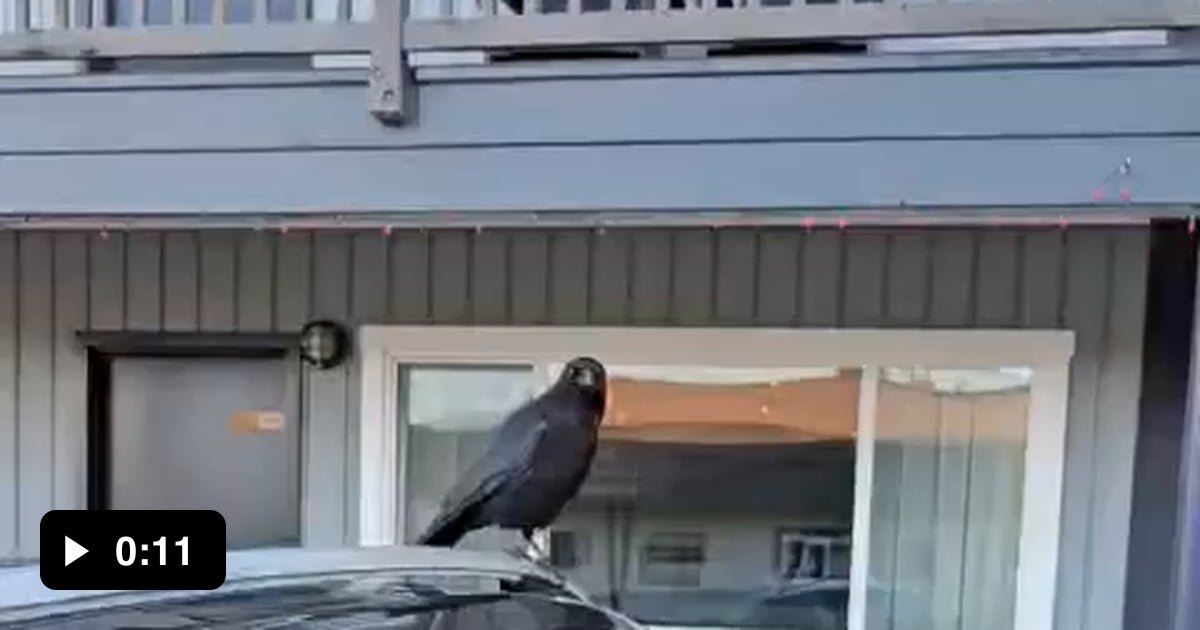 OC: A crow learned to say hello - 9GAG