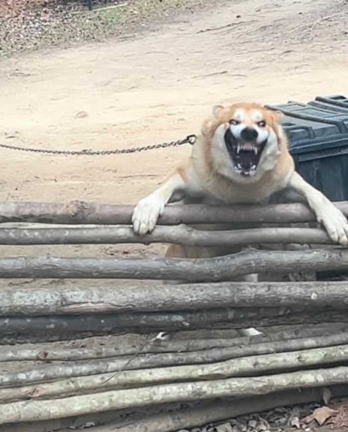 This dog freaking out (at another dog) - 9GAG
