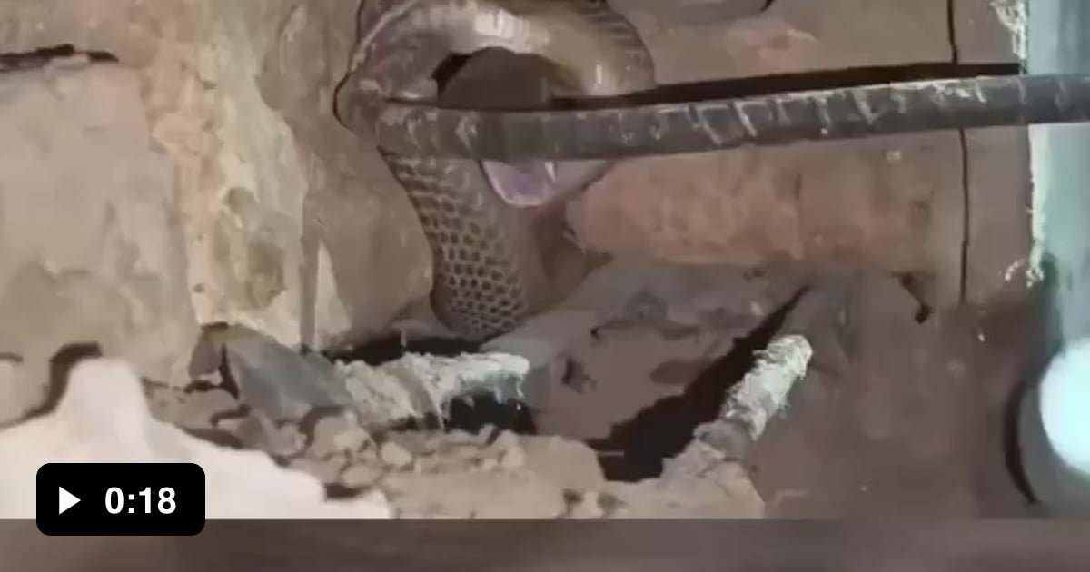 A snake bite can release that much venom, huh? - 9GAG