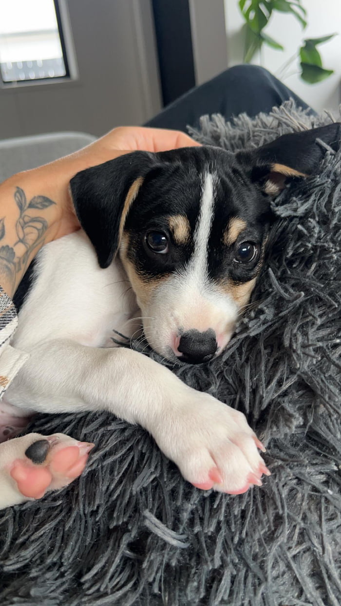 Morning coffee with the snuggle pupper - 9GAG