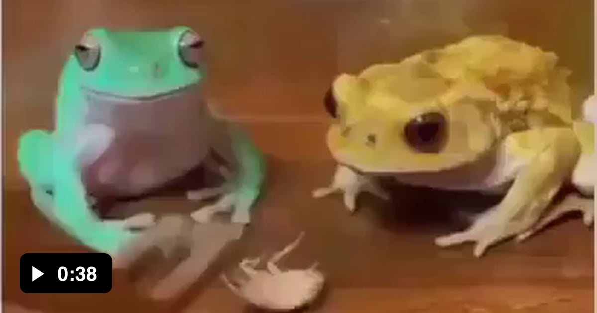 Frogs fight! - 9GAG