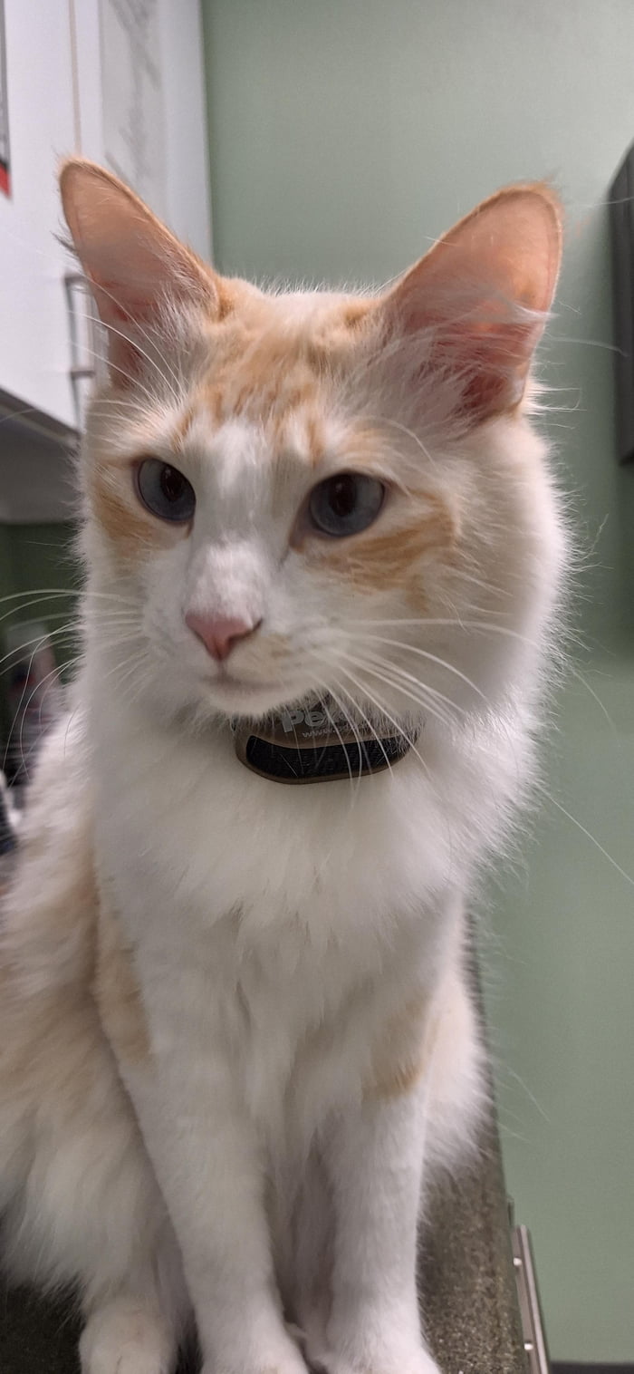 Veterinary Kitty - 9GAG