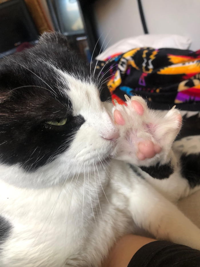 Official toe beans taster - 9GAG