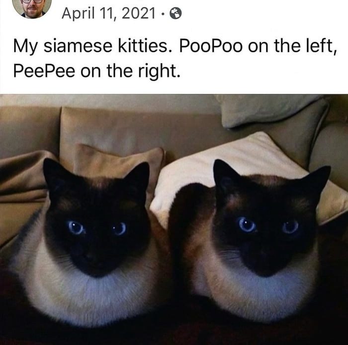 PeePee and PooPoo are my new favorite cat names - 9GAG