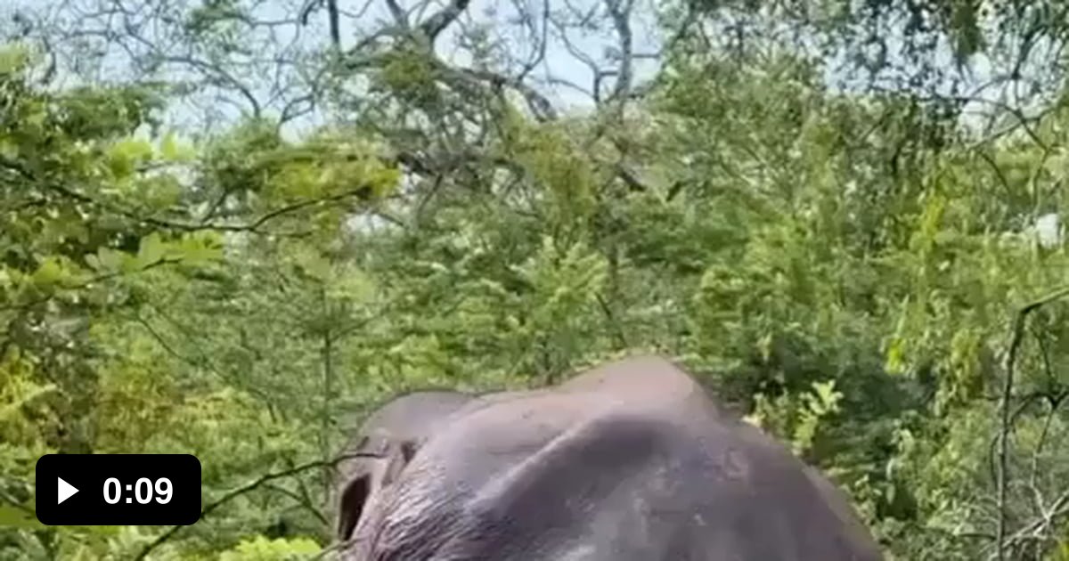 Elephant Scratching Itchy Parts - 9GAG