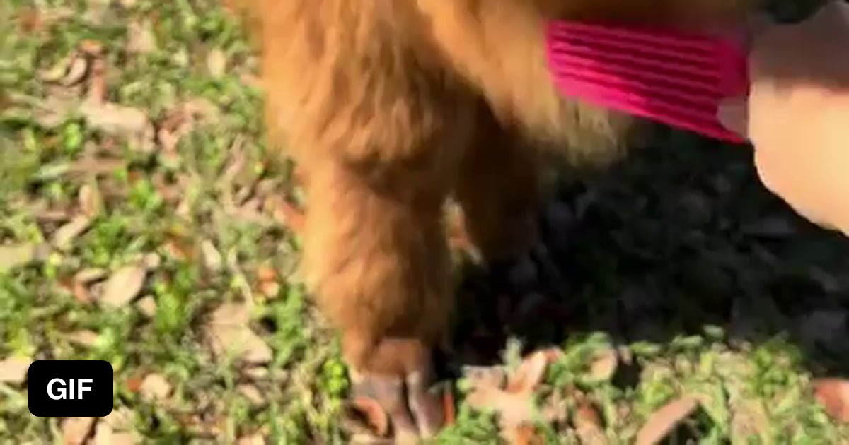 It takes a lot of work to manage all this floof - 9GAG