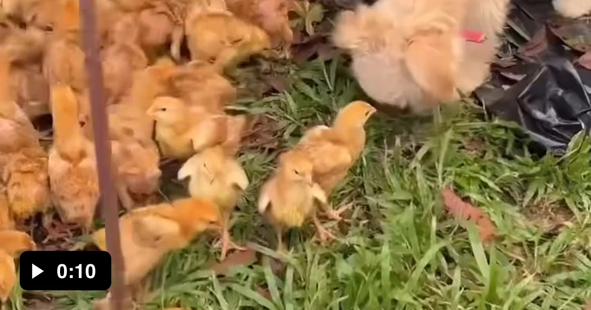 Chick magnet at its fluffiest - 9GAG