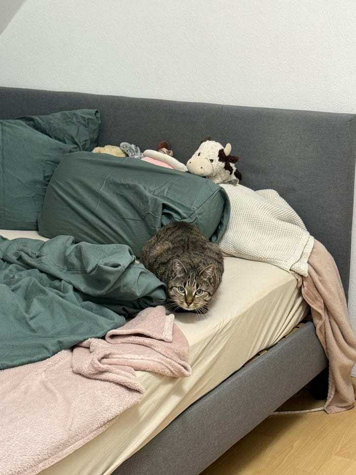 Ruby is very serious about her bed and her stuffed animals - 9GAG