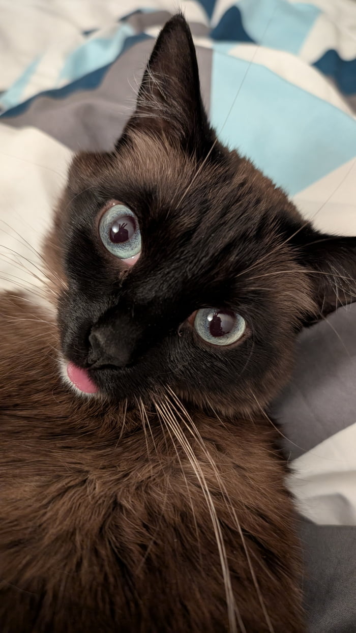 Blep - 9GAG