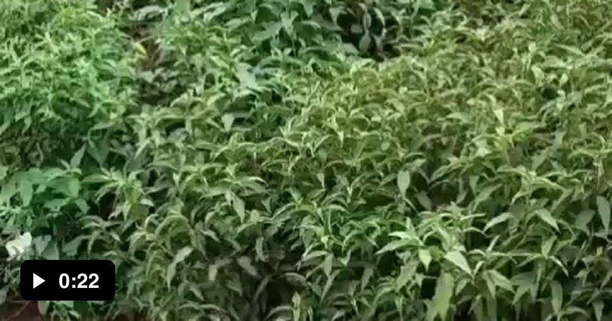 Brazil is not for beginners - 9GAG