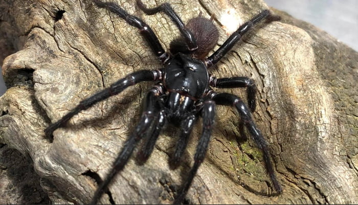 The Newcastle big boi! This newly discovered tarantula is bigger and ...