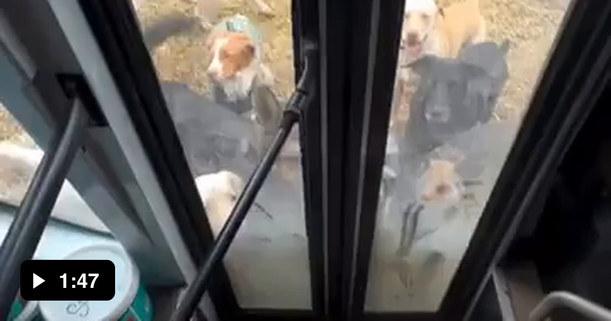 Dogs getting on a bus - 9GAG