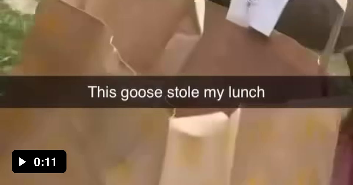 Bold move by this goose - 9GAG