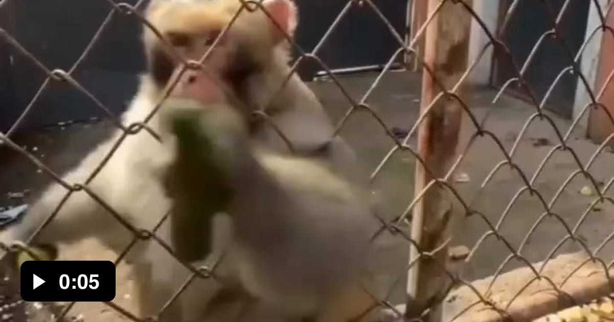 Instant Rage Monkey - 9GAG