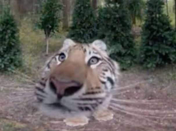 Release the tiger in you : The tiger in me - 9GAG