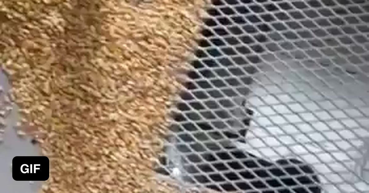 Snick-snack-sneak-attack! - 9GAG