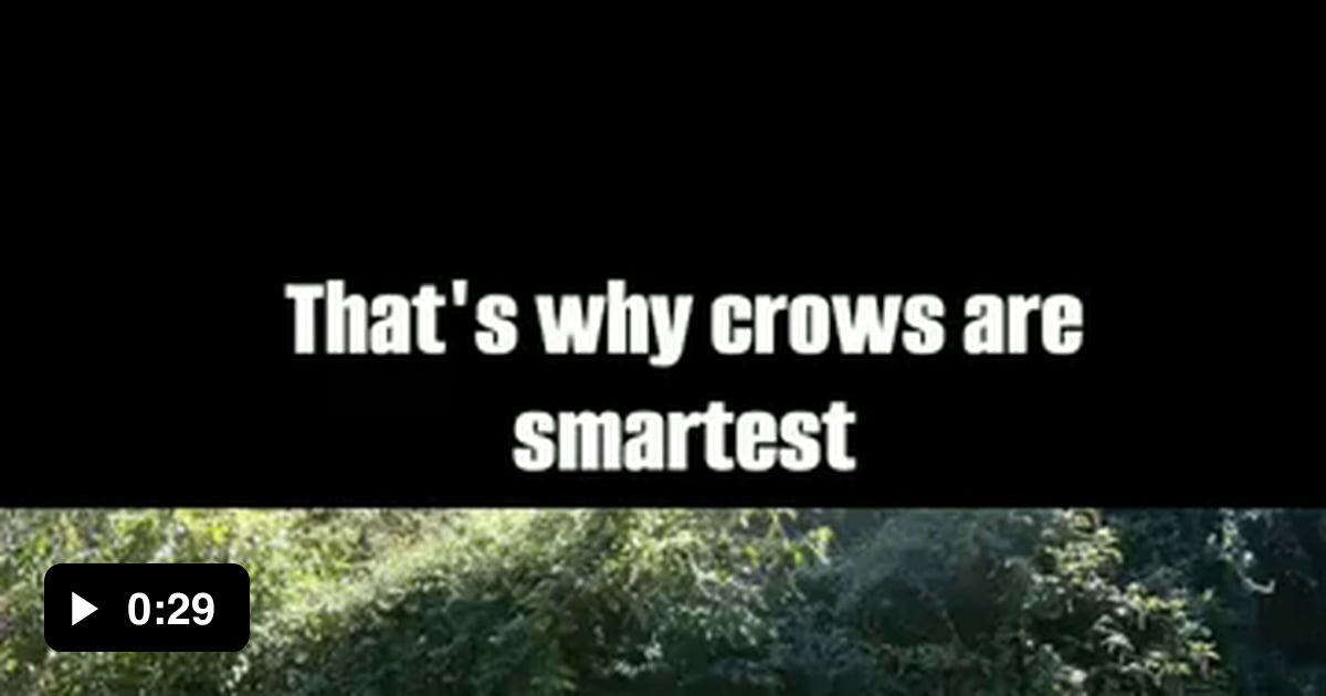 Crows are smart indeed - 9GAG