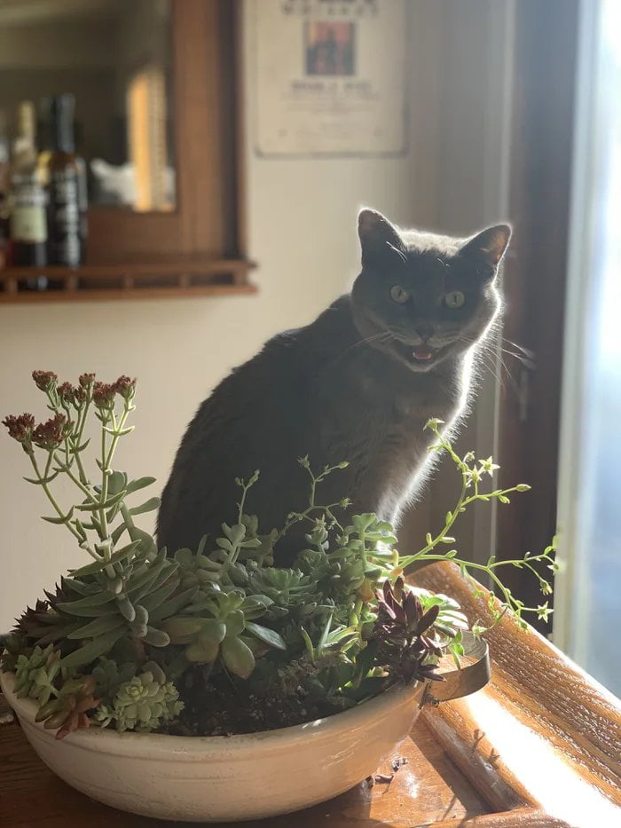 Smudge the Cat - 9GAG