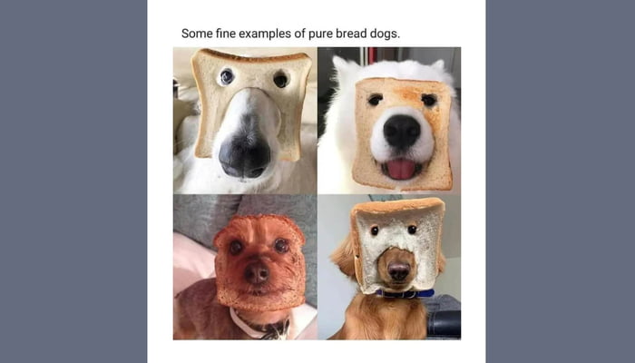 Pure bread dogs are my favorite breed - 9GAG