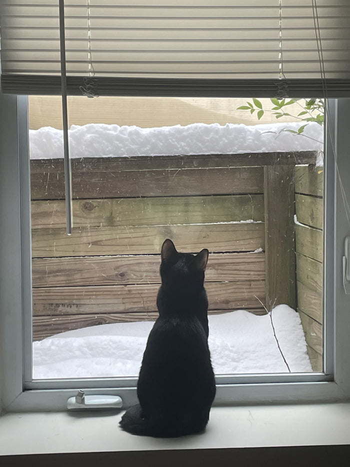 Bonnie’s first snow - 9GAG