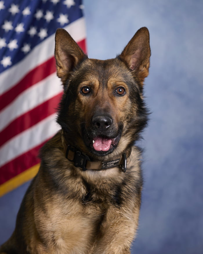 K9 Gronk is a multi-purpose patrol canine specializing in detecting the odor of illegal ...