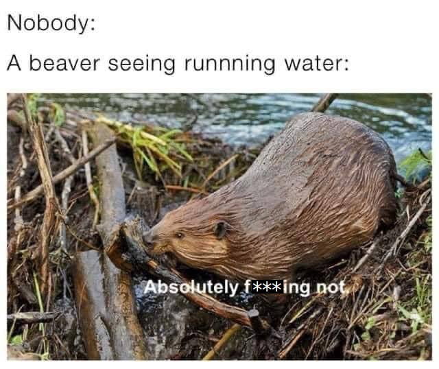 Nice beaver - 9GAG