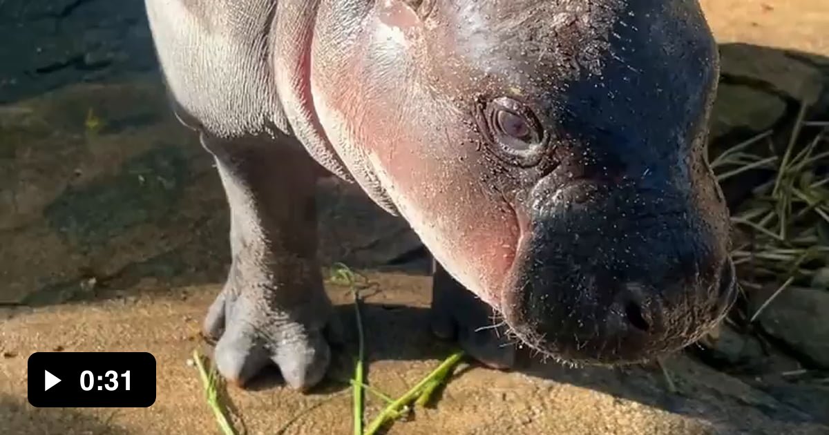 Cold winter and moo Deng dry skin - 9GAG