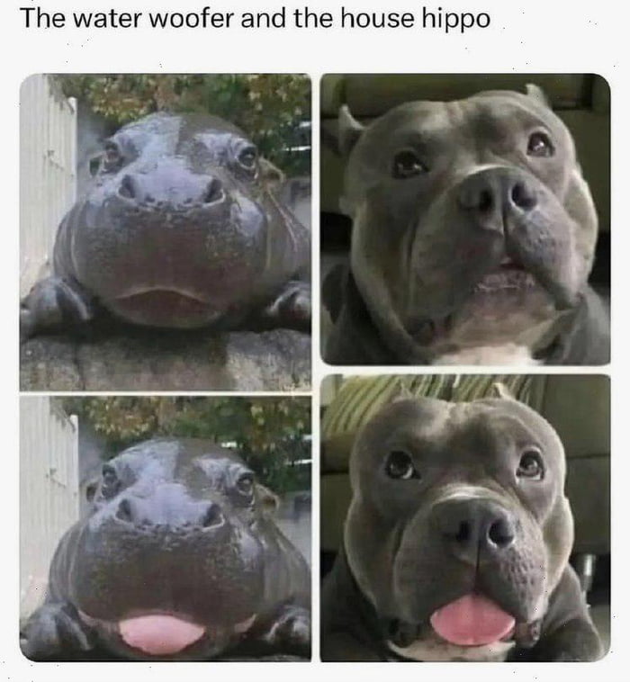 Both cutie patooties - 9GAG