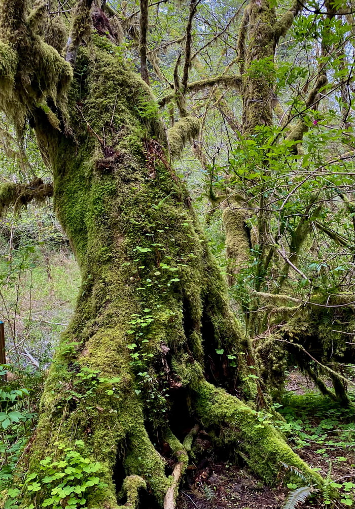 Moss-covered tree - 9GAG