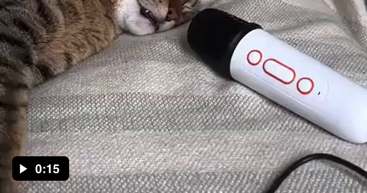 That cat suspiciously sounds a lot like the average 9GAGGER losing his V card. - 9GAG