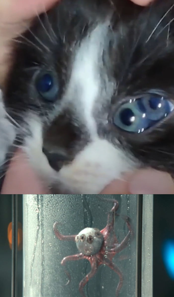I present to you, a cat with polycoria - 9GAG