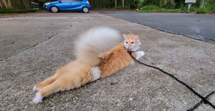 His braincell only knows lay down - 9GAG