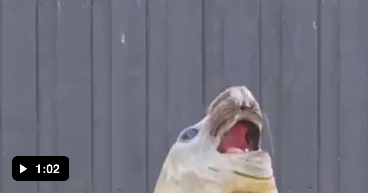Neal the seal - 9GAG