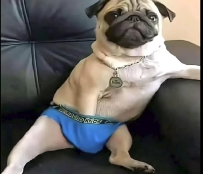 Whats the dawg doing? - 9GAG