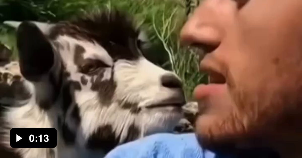 Goat girl is tsundere - 9GAG