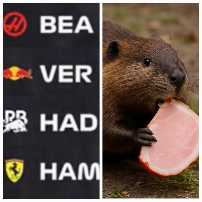Beaver had ham - 9GAG