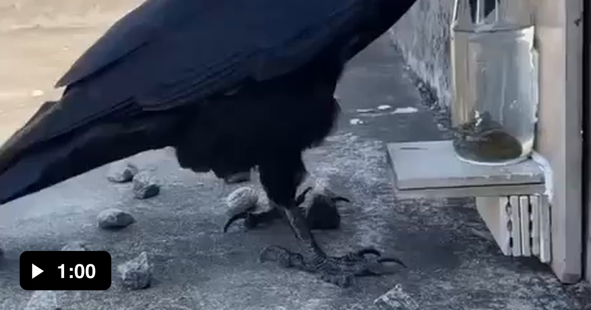 Crows are super smart - 9GAG