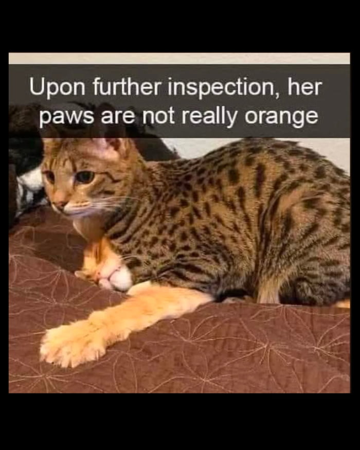 Hold on, those aren't her paws? - 9GAG