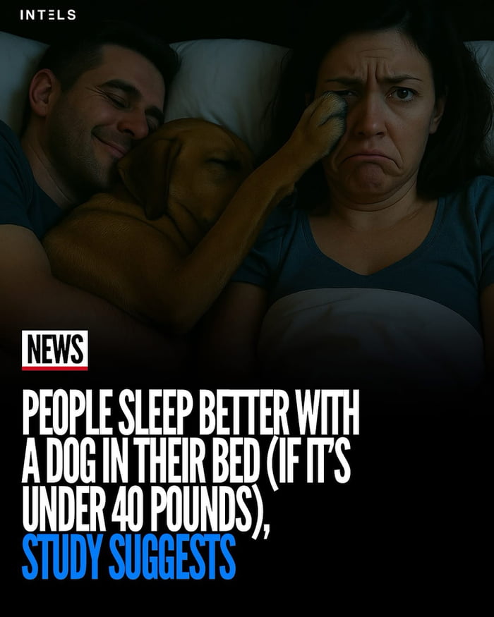 Science says sleeping with a small dog improves sleep, but the dog might have other plans for ...