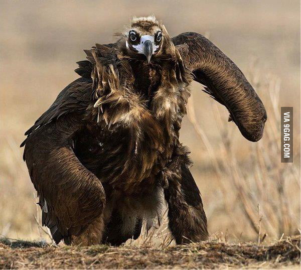 Googled "strongest bird" and this badass came up - 9GAG