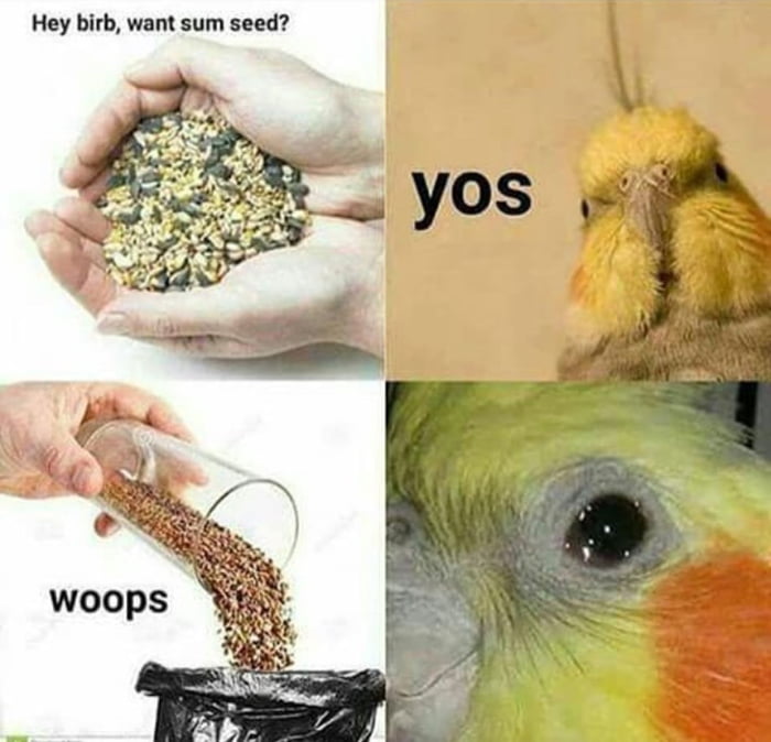 Sad birb - 9GAG
