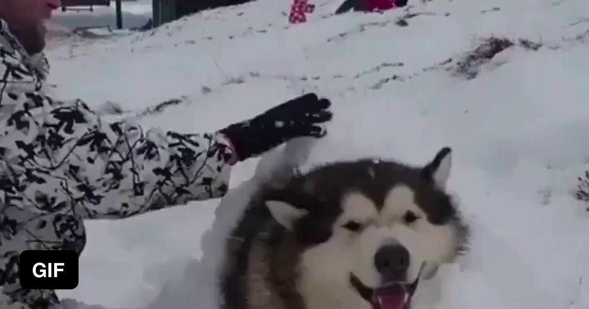 I think this Husky LOVES the Snow