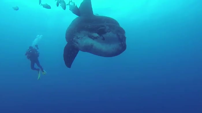 Ocean Sunfish - 9GAG