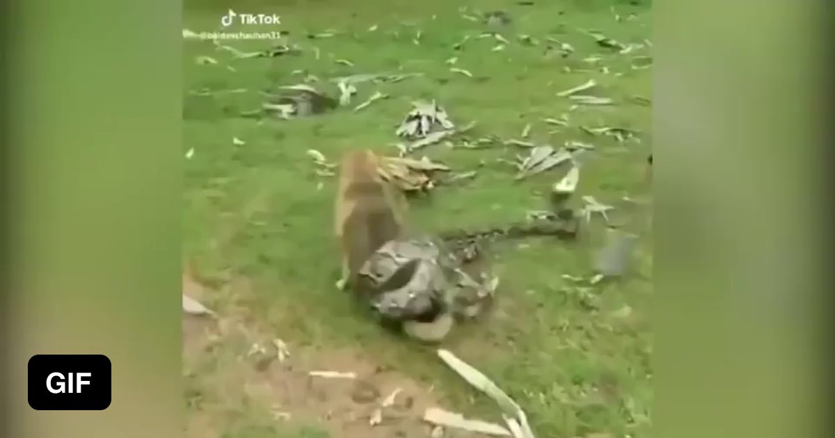 Saving the dog from the boa constrictor - 9GAG