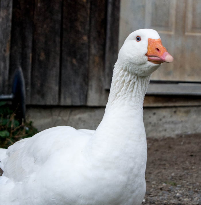 An Obese Goose - 9GAG