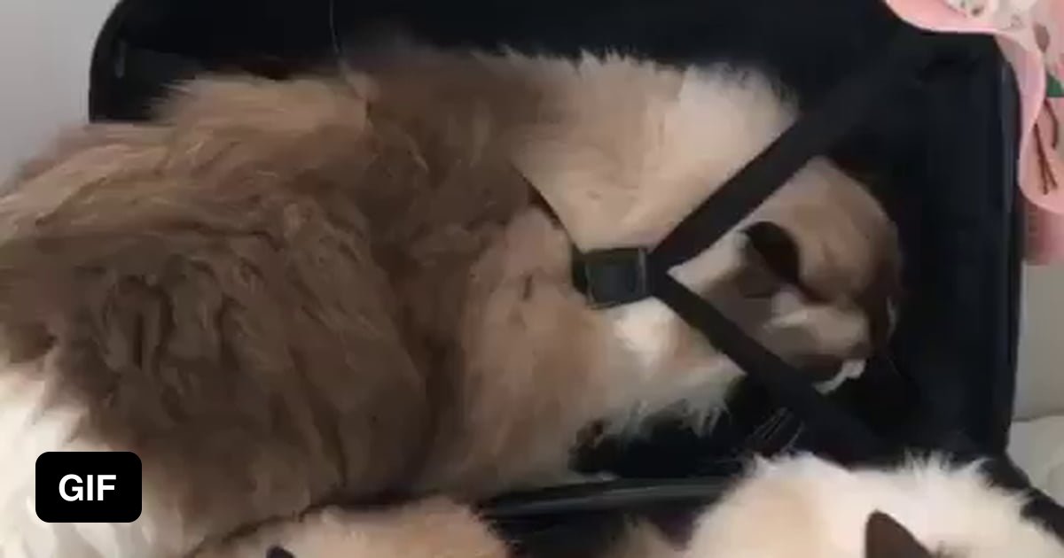 Only pack the essentials - 9GAG